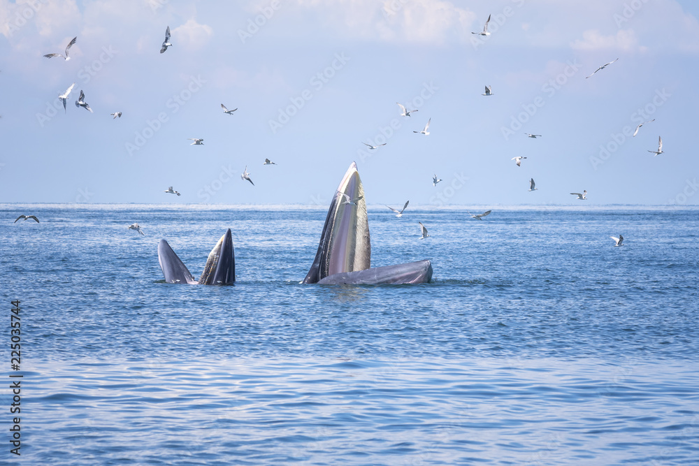Bryde's whale eating small fish in the gulf of Thailand, Traveling at ...