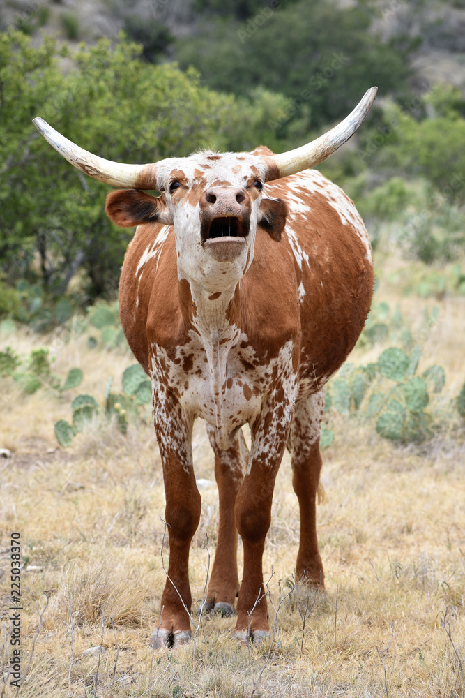 Screaming Cow