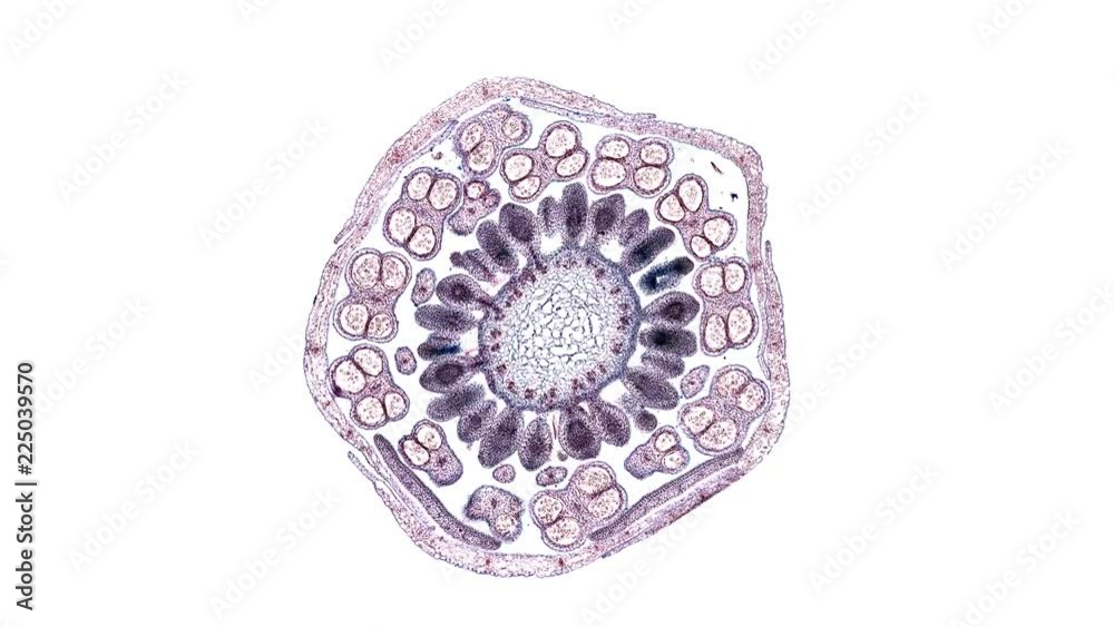 monocot stem - cross section cut under the microscope – microscopic ...