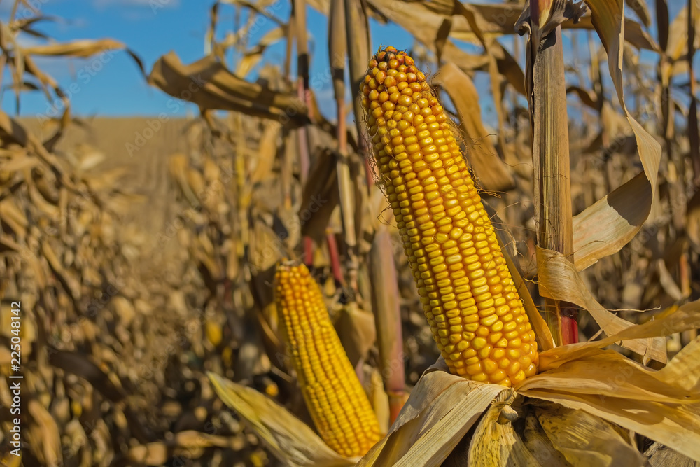 ripe corn cobs in the field, full of large grain, against the sky ...