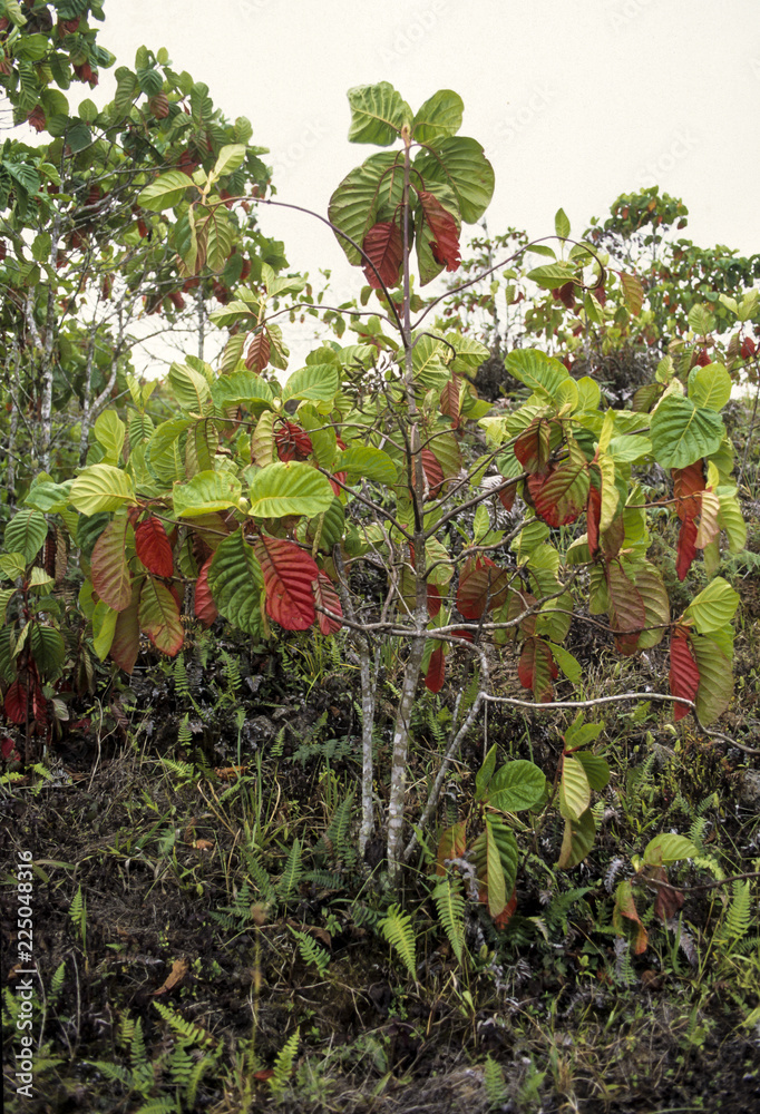Cinchona Officinalis