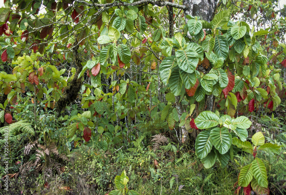 Cinchona Officinalis Tree