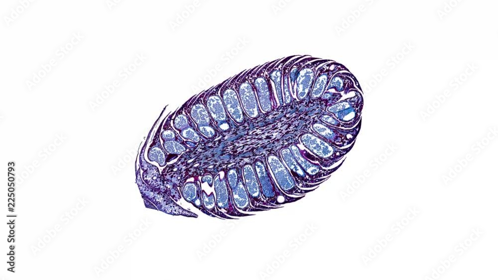 Vidéo Stock pine male cone - cross section cut under the microscope ...