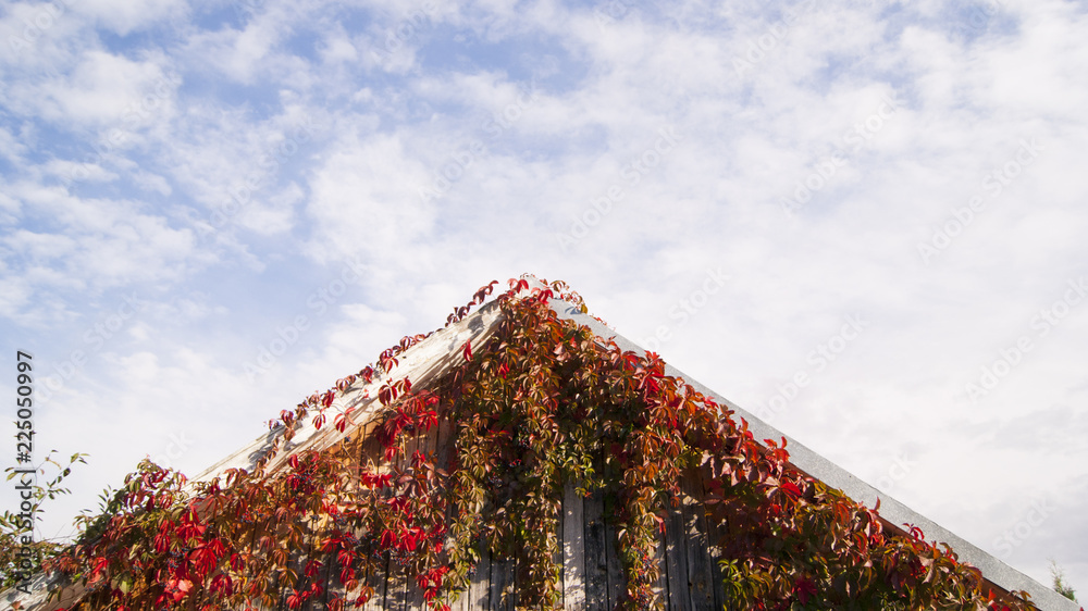 creeper plants with red leaves climbing onto an old roof against a blue ...