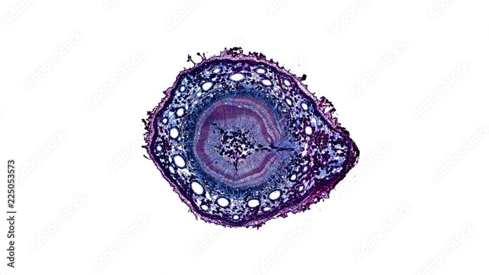 pinus pumila old stem - cross section cut under the microscope ...