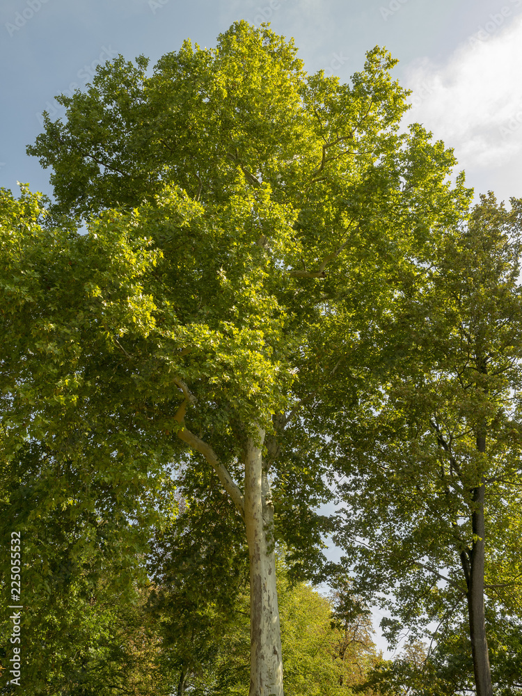 Sous un haut et remarquable platane commun ou platane à feuilles d ...