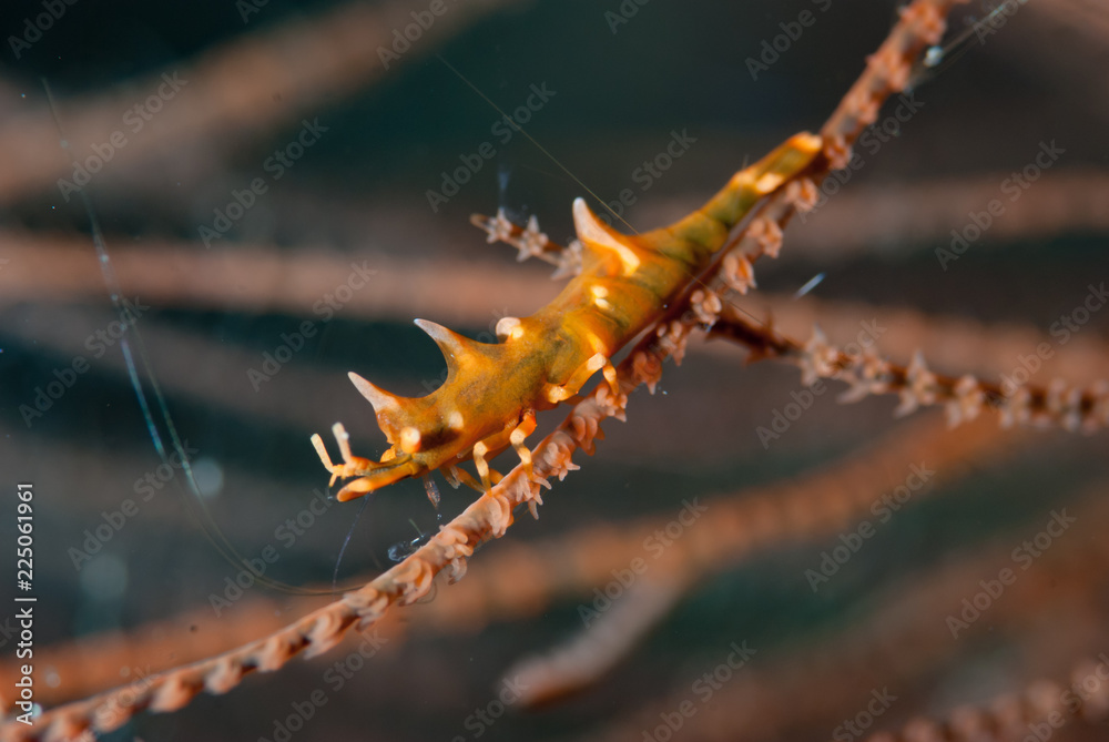 Dragon Shrimp Miropandalus hardingi Stock Photo | Adobe Stock