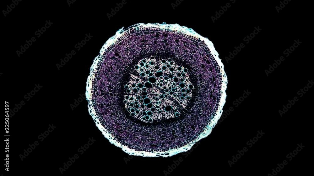 ranunculus japonicus root - cross section cut under the microscope ...