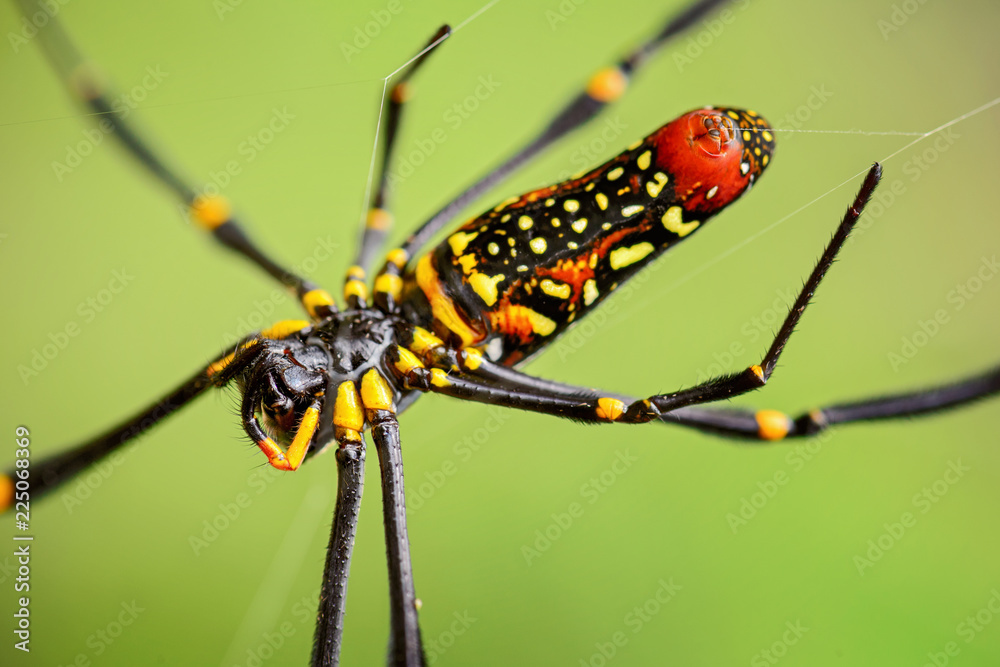 Giant Woodspider - Nephila pilipes, large colorful spider from ...