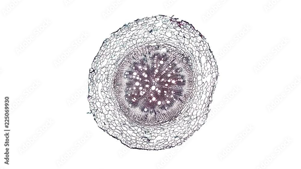 sunflower root - cross section cut under the microscope – microscopic ...