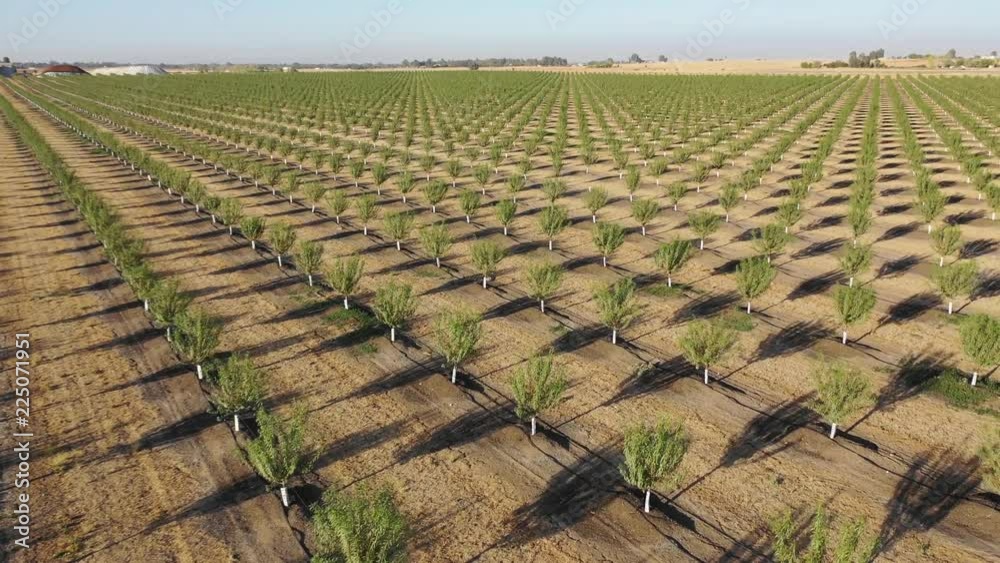 Orchard Fly Over Young Trees Stock Video | Adobe Stock