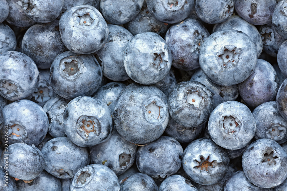 blueberry Stock-Foto | Adobe Stock