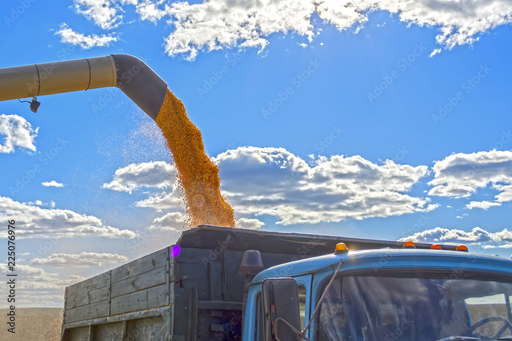 Foto Stock harvesting corn by a combine harvester, followed by ...