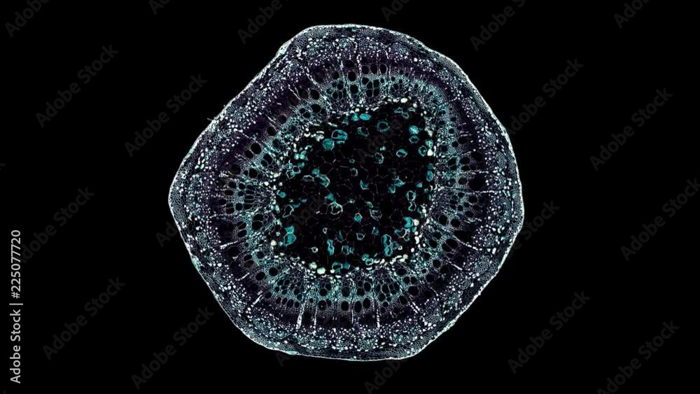 vitis stem - cross section cut under the microscope – microscopic view ...