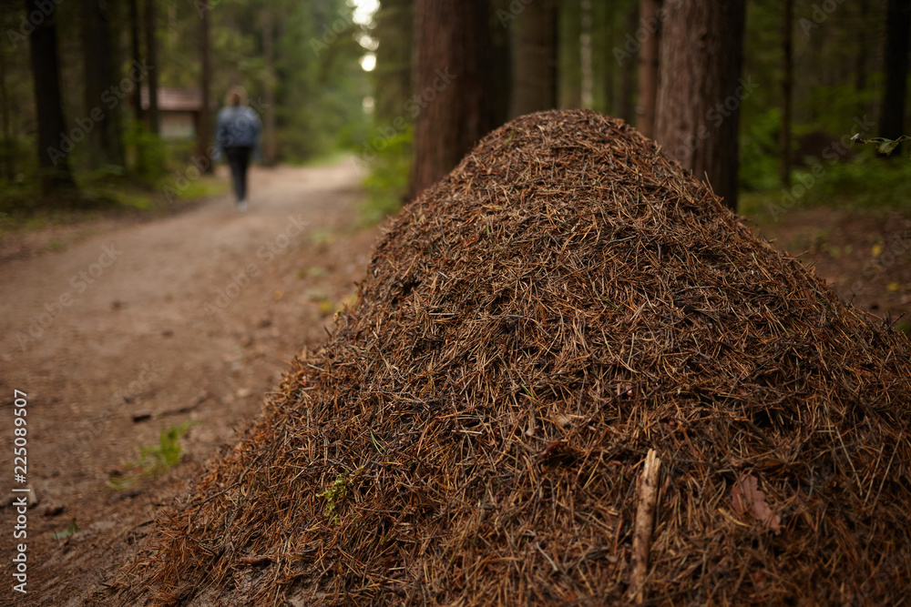 Horizontal picture of large gigantic anthill in coniferous forest ...