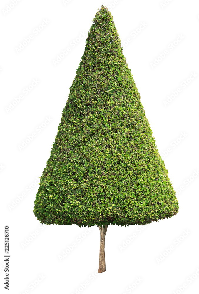 Cone shape trimmed topiary tree isolated on white background for formal ...