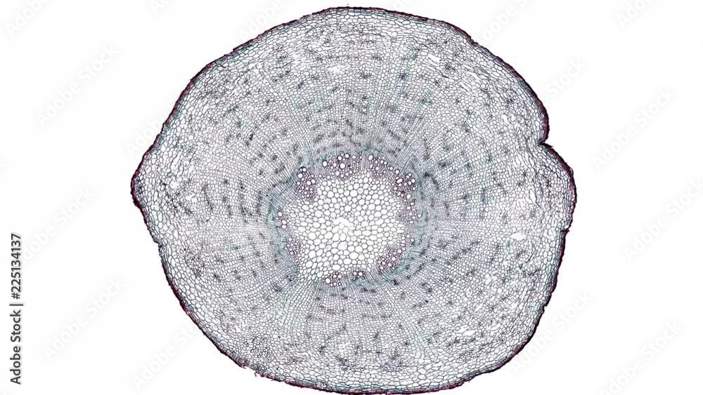 carrot root - cross section cut under the microscope – microscopic view ...