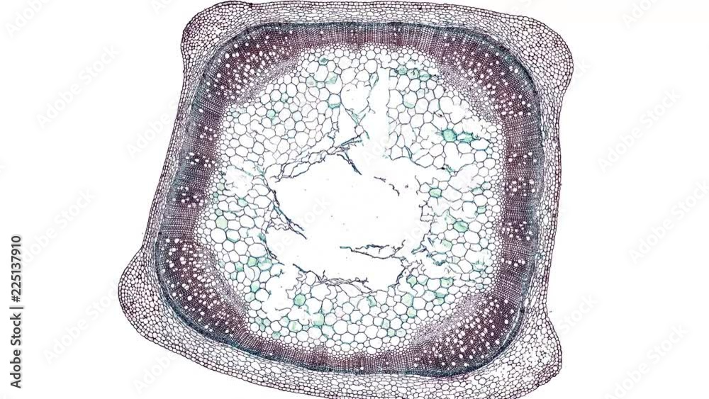 corn mint stem - cross section cut under the microscope – microscopic ...