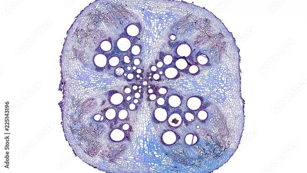 cucurbita pumpkin root - cross section cut under the microscope ...