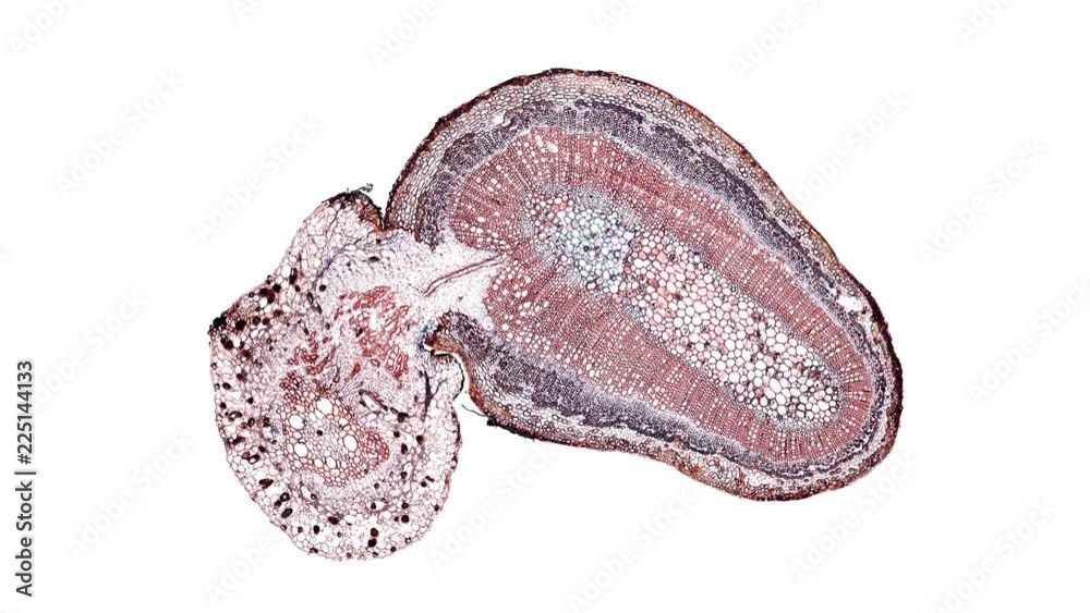 cuscuta stem and median - cross section cut under the microscope ...