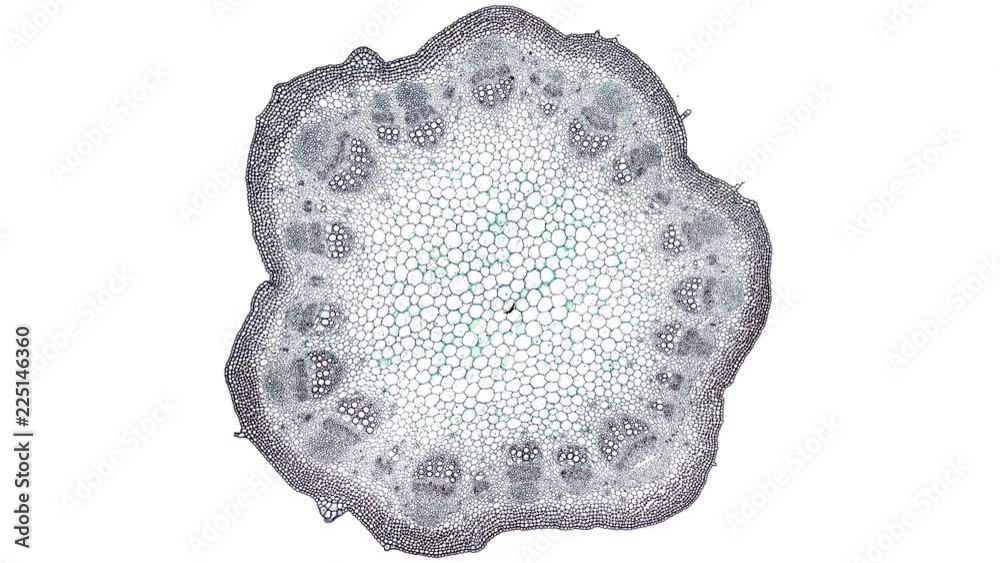 dicot stem - cross section cut under the microscope – microscopic view ...