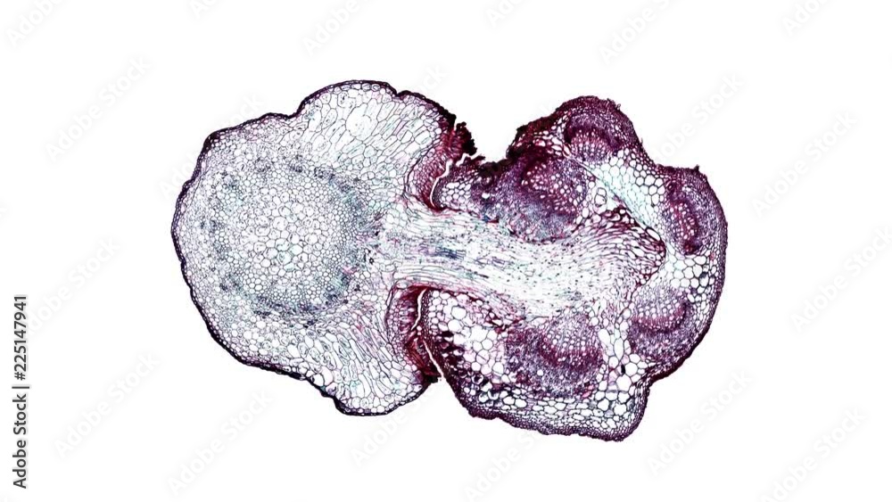 dodder parasitic root - cross section cut under the microscope ...