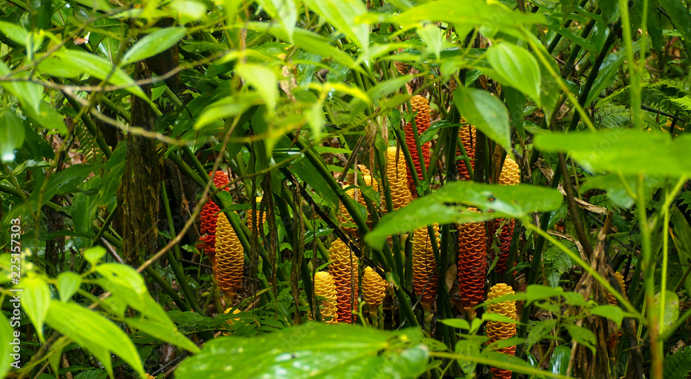 long yellow and red flowers in the amazon rainforest Stock Photo ...