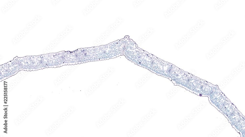 lily leaf - cross section cut under the microscope – microscopic view ...