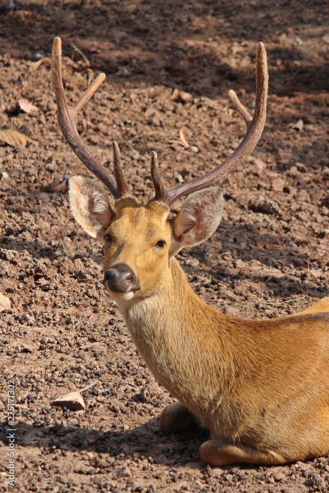 Animal, it is in KAO SUAN KWANG zoo for people see, at KHON KAEN ...