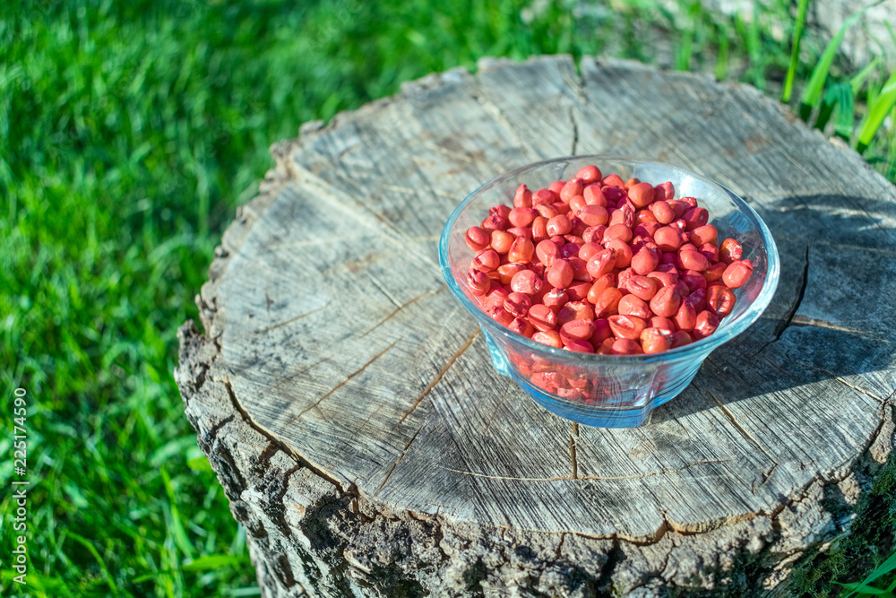 Treated colorful corn seeds ready for planting on green grass and ...