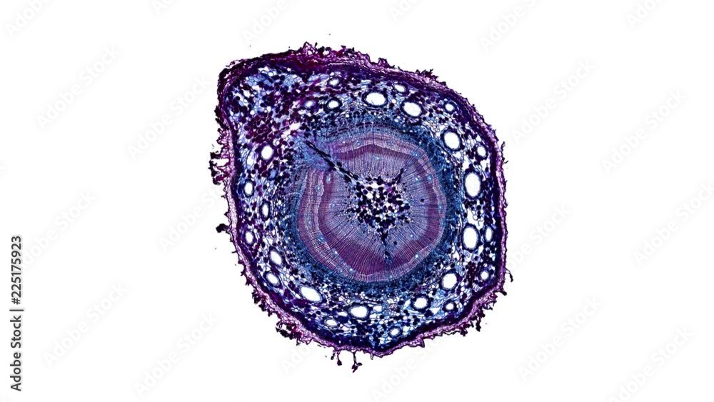 pinus pumila old stem - cross section cut under the microscope ...