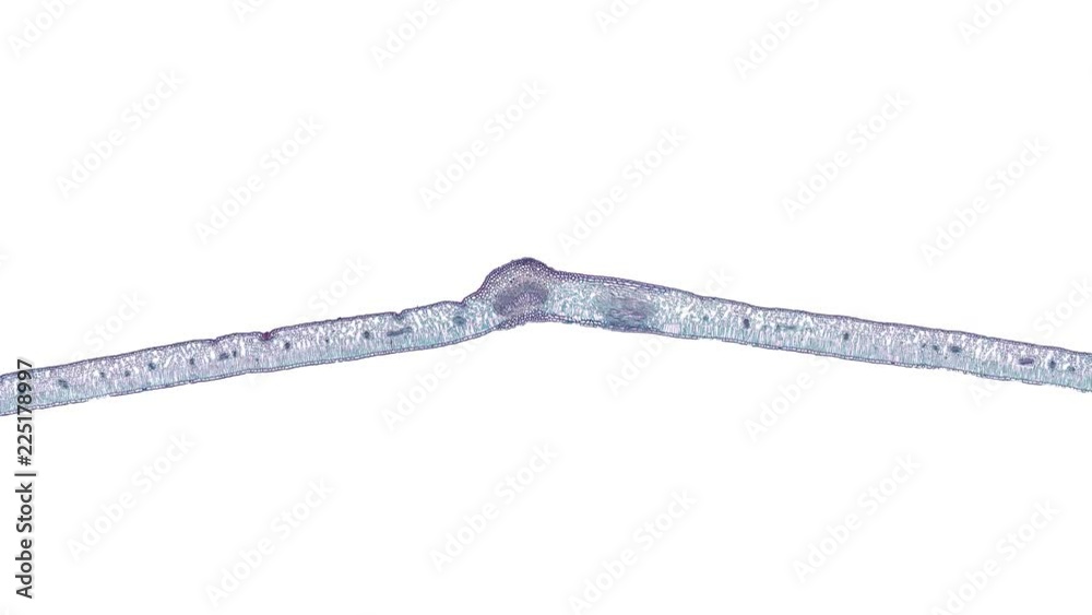 privet leaf - cross section cut under the microscope – microscopic view ...