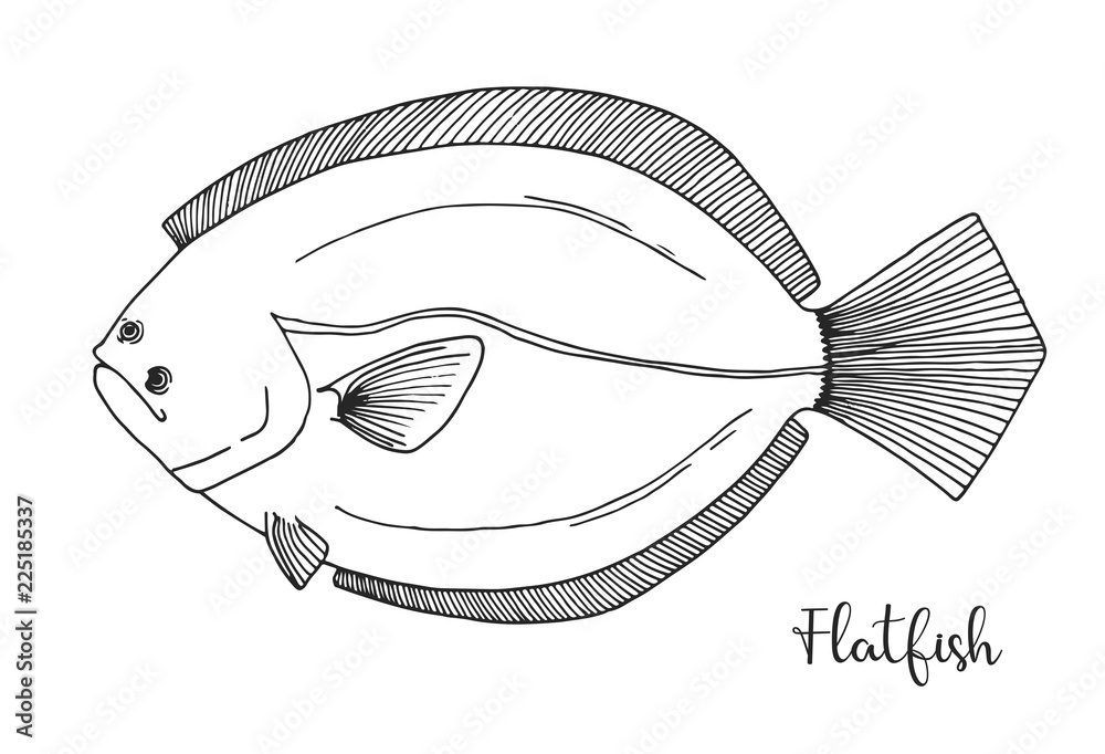 Hand drawn flatfish. Vector illustration in sketch style Stock Vector ...