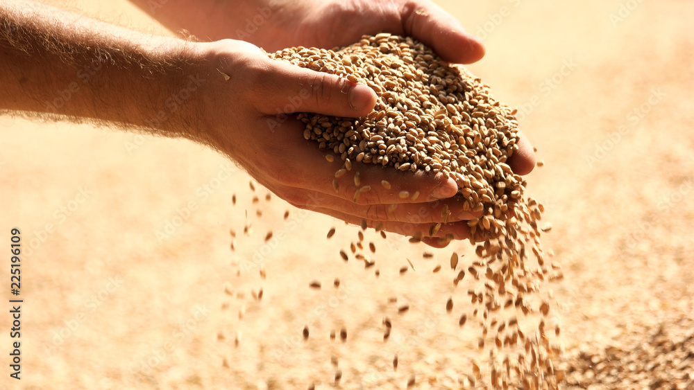 Wheat grains in hands at mill storage. Close up. Good harvest in the ...