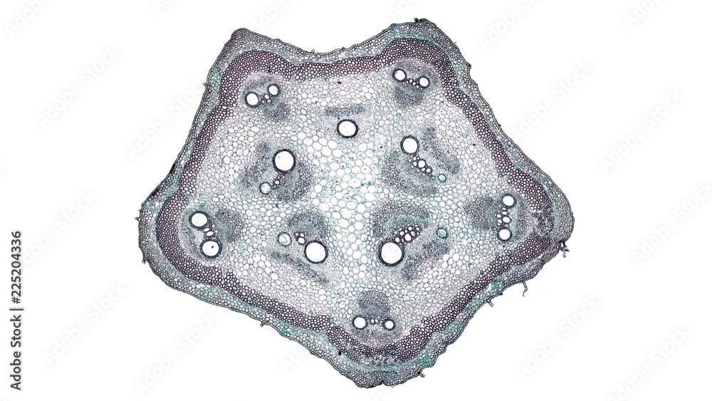 towel gourd stem - cross section cut under the microscope – microscopic ...