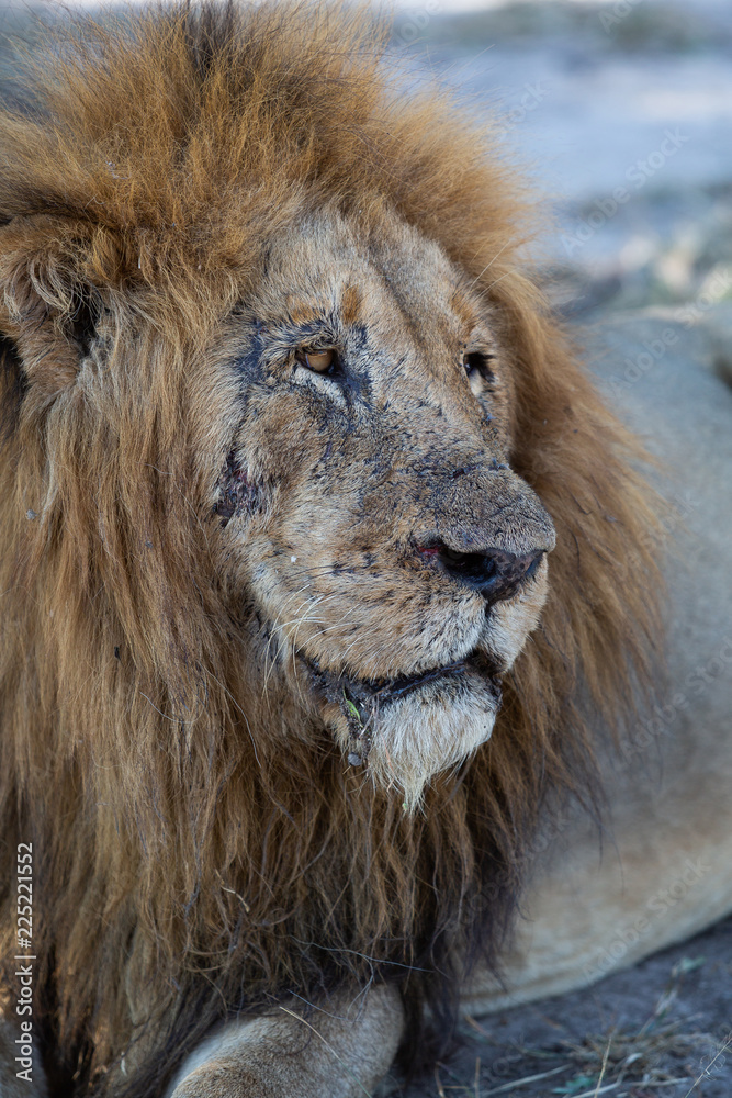 Scar face male lion Stock Photo | Adobe Stock