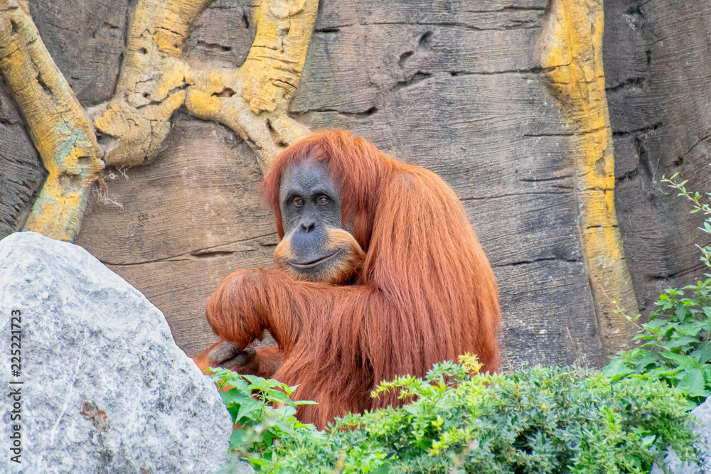 Orangutan sitting down Stock Photo | Adobe Stock