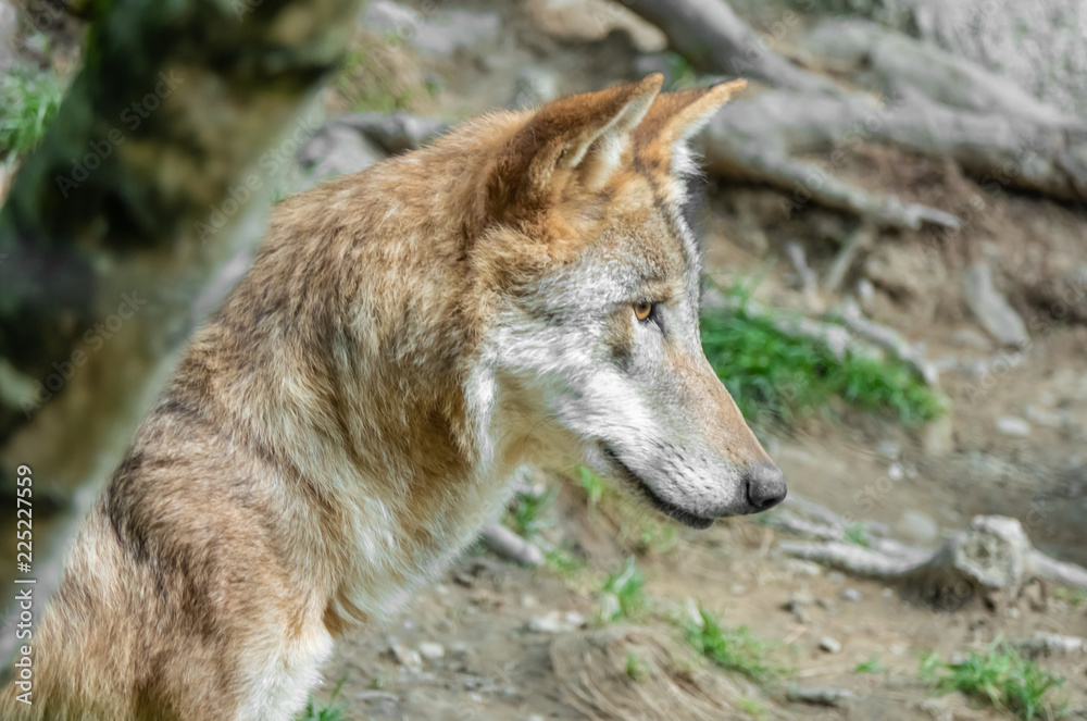 Closeup of an Eurasian wolf, also know as common wolf, Russian forest ...