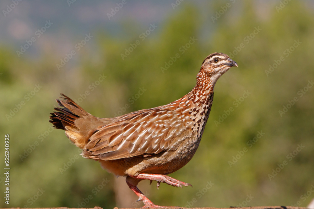 Francolin at a waterhole in Zimanga Game Reserve near Mkuze in South ...