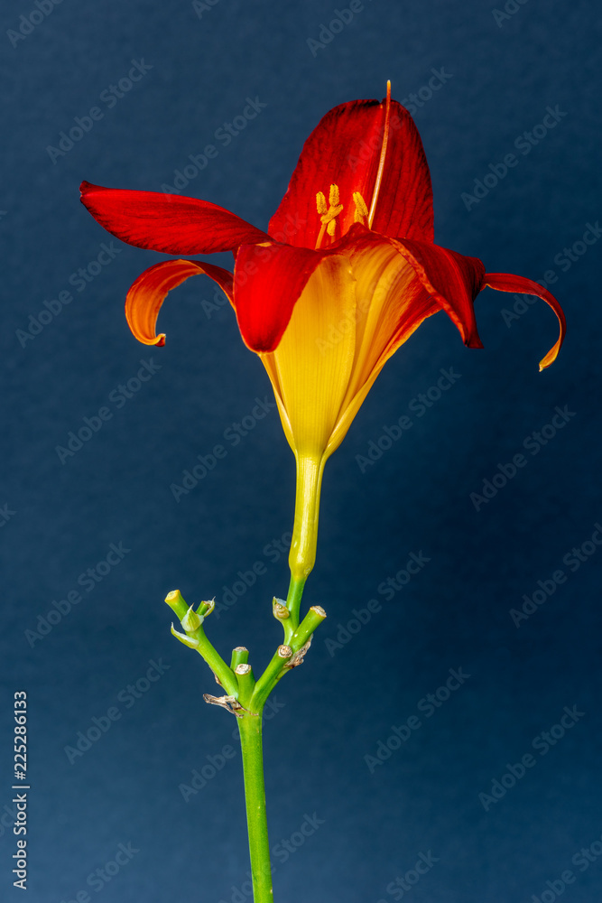 Fine art still life color macro portrait image of a single isolated ...