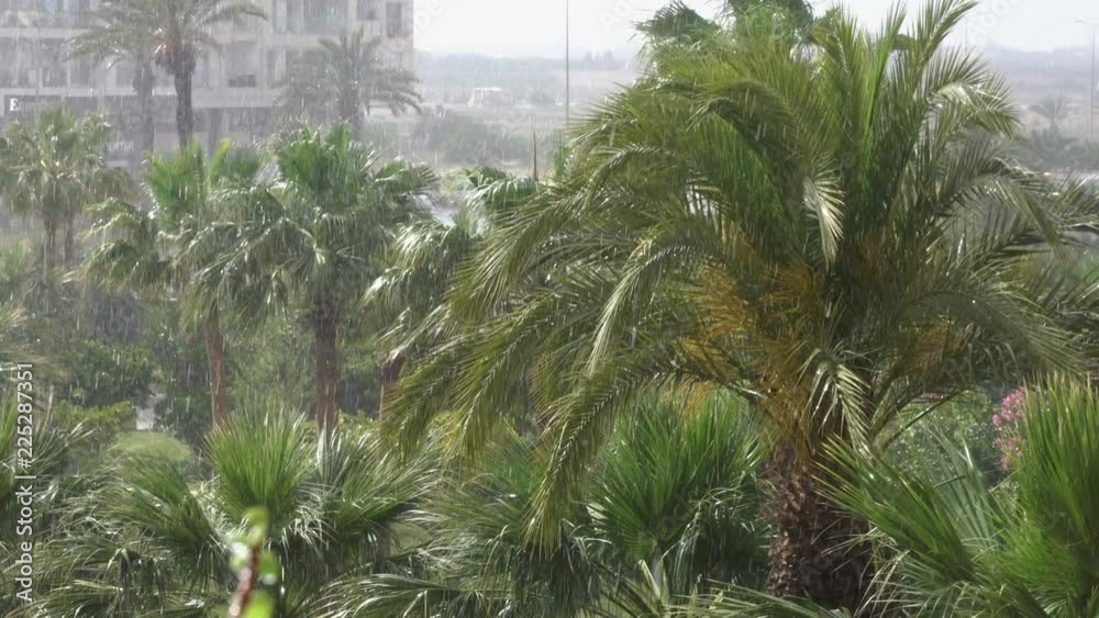 Tropical wind and rain drops falling on the green palm tree leaves ...