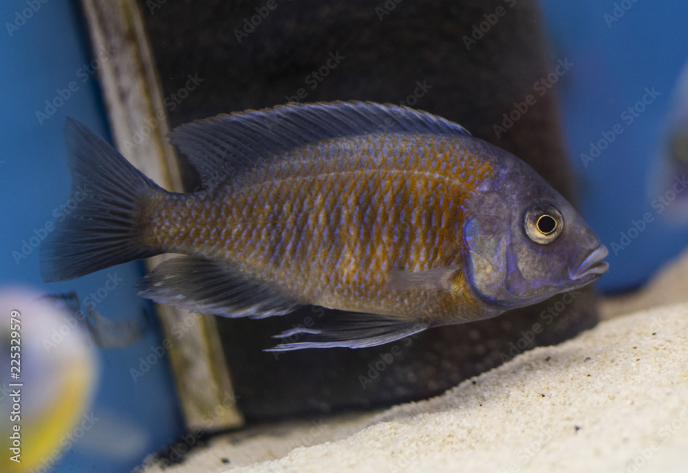 Copadichromis Borleyi