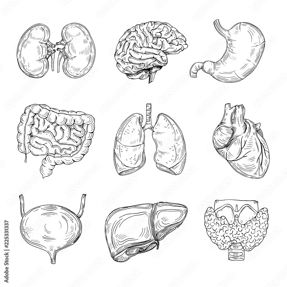 Human inner organs. Hand drawn brain, heart and kidneys, stomach and ...