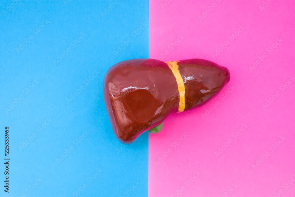 Anatomical shape of liver is located in middle of frame, divided by ...