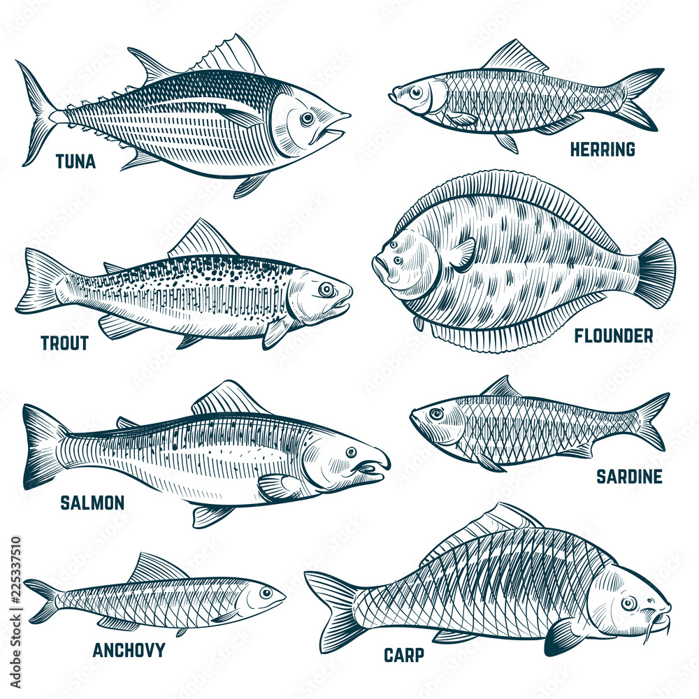 Sketch fishes. Trout and carp, tuna and herring, flounder and anchovy ...