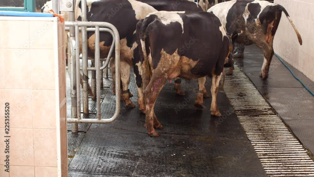 The process of milking a cow, a cow leaves the stall after milking milk ...