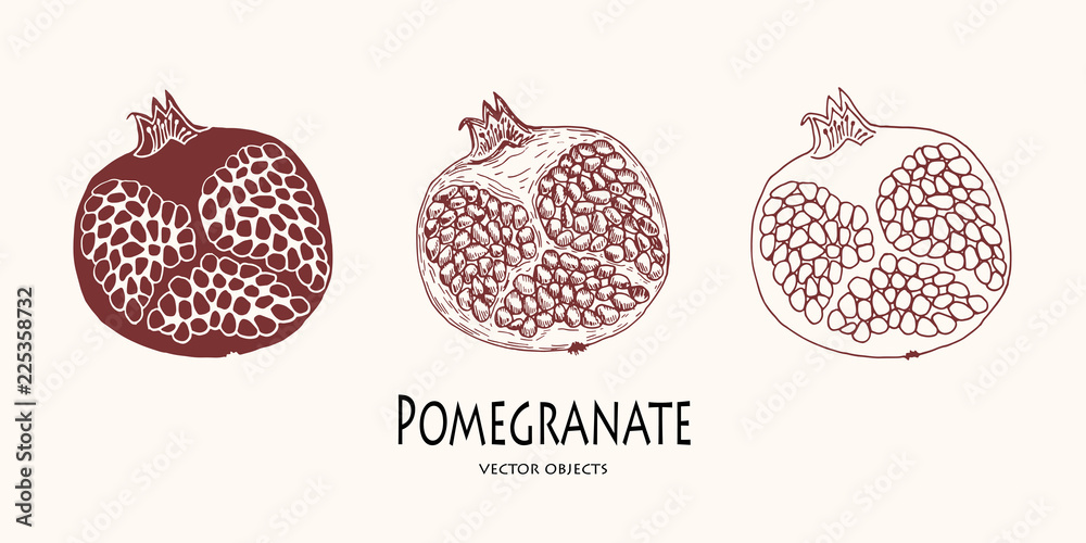Vector illustration. Different views of pomegranate. Line vector object ...