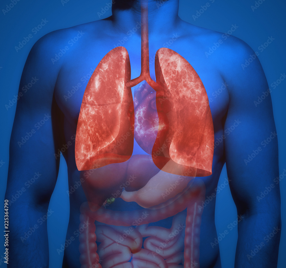 The structure of the human body. Human organs with an emphasis on the ...