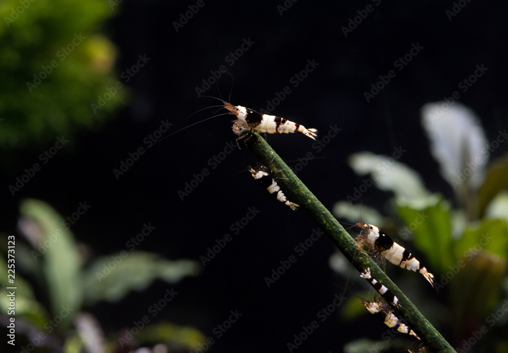 Pure black line shrimp, caridina Stock Photo | Adobe Stock