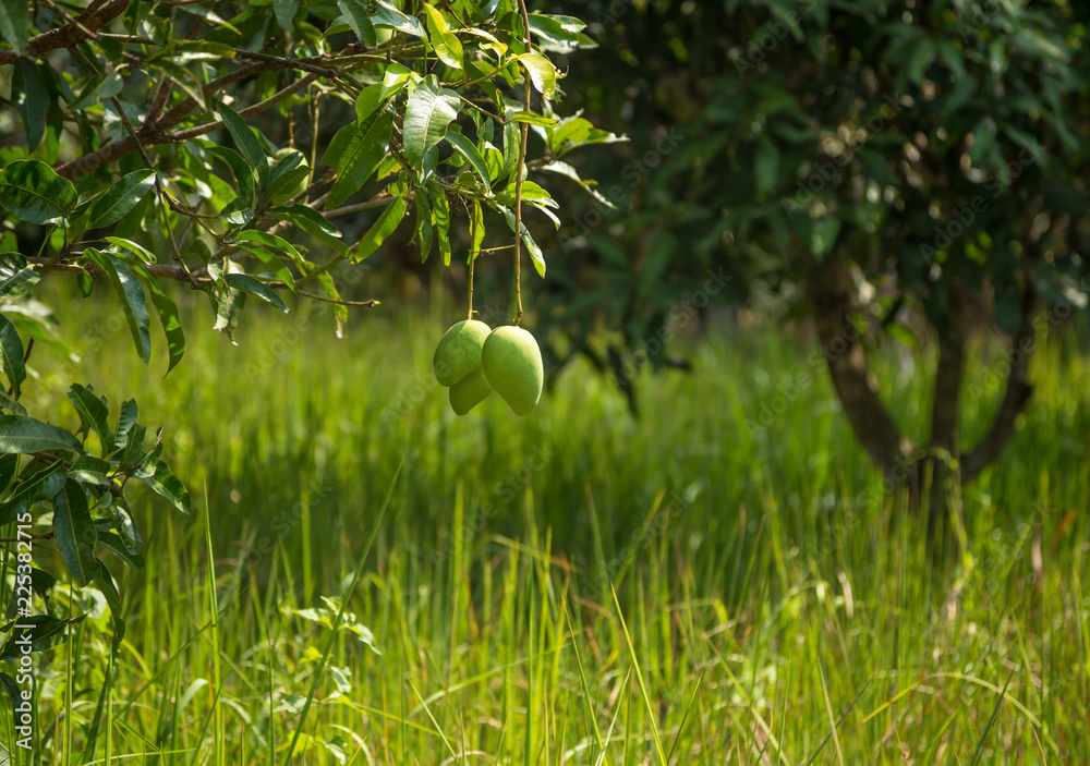 Mango Tree Garden